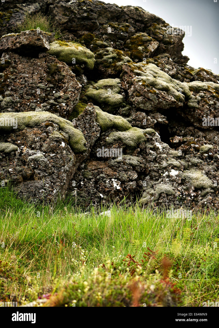 Moss on Rock Stock Photo - Alamy