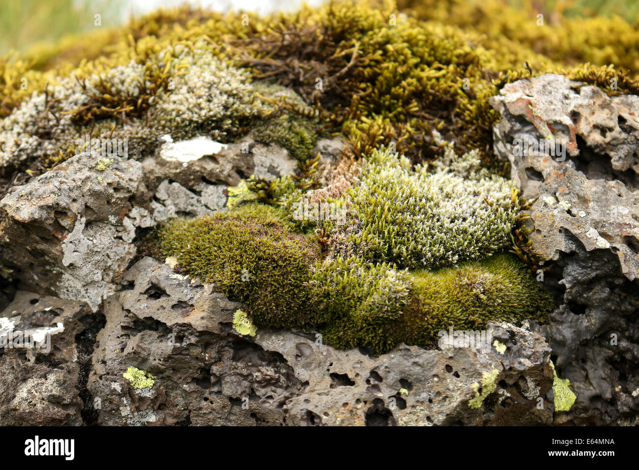 Moss rock grass hi-res stock photography and images - Alamy