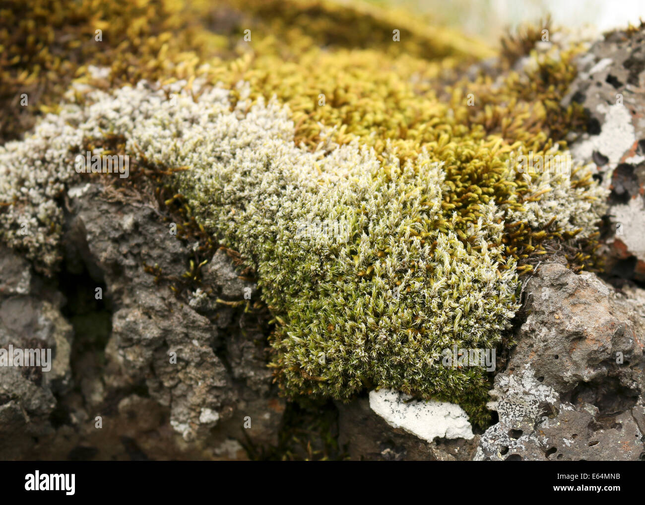 Moss on Rock Stock Photo - Alamy