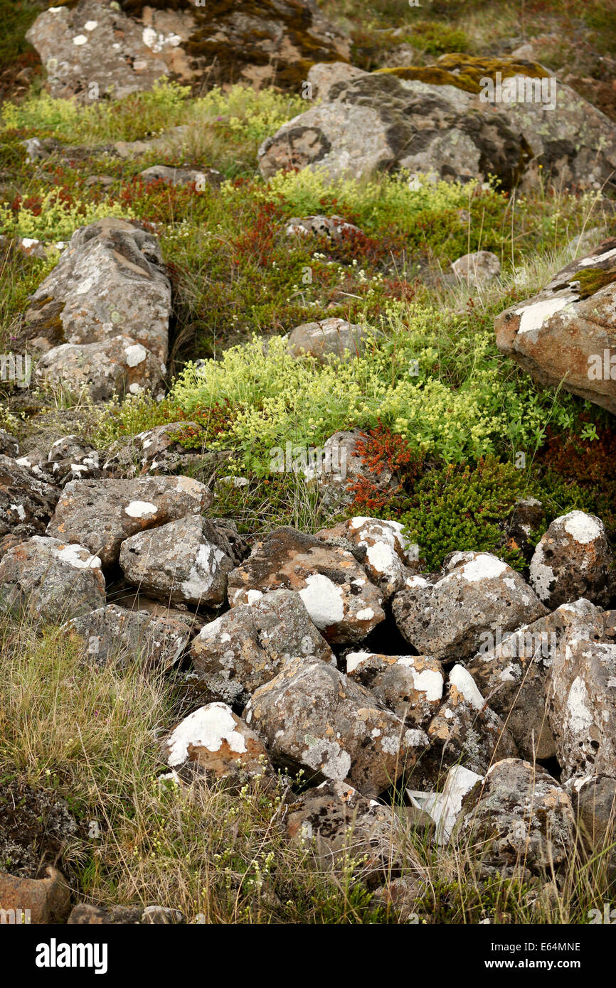 Moss, rocks and grass Stock Photo - Alamy