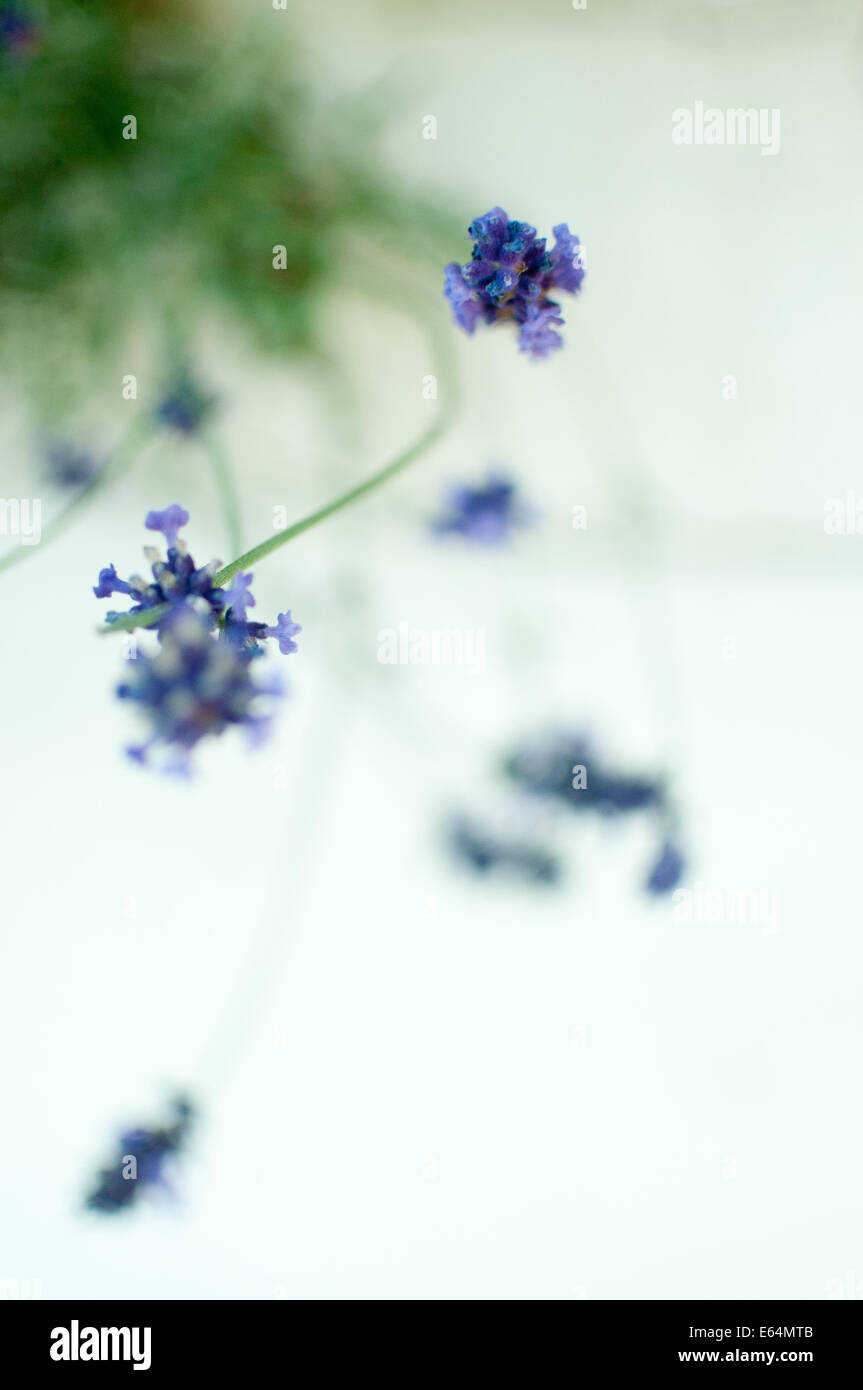 Lavender stalk hi-res stock photography and images - Alamy