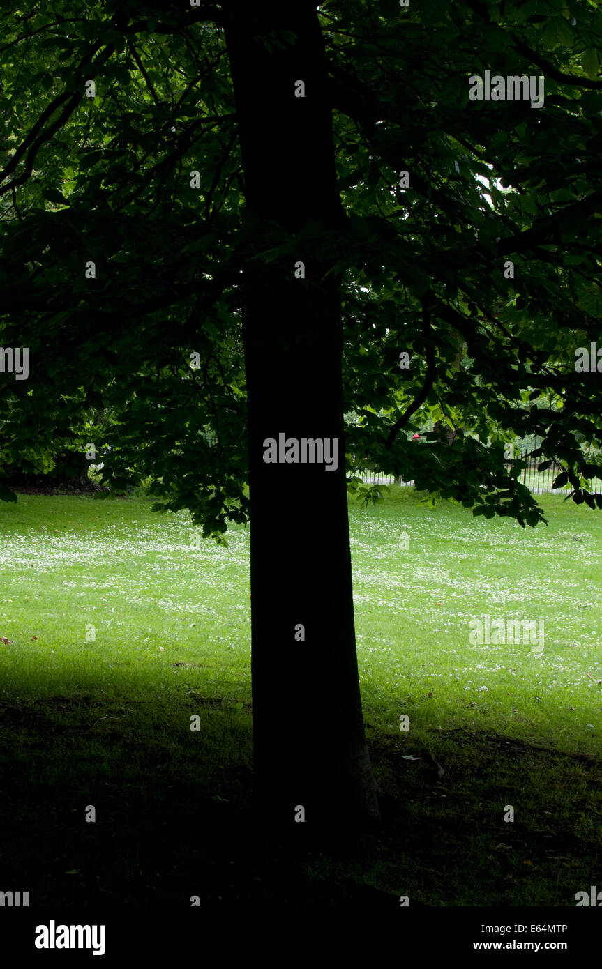 Tree and grass Stock Photo - Alamy