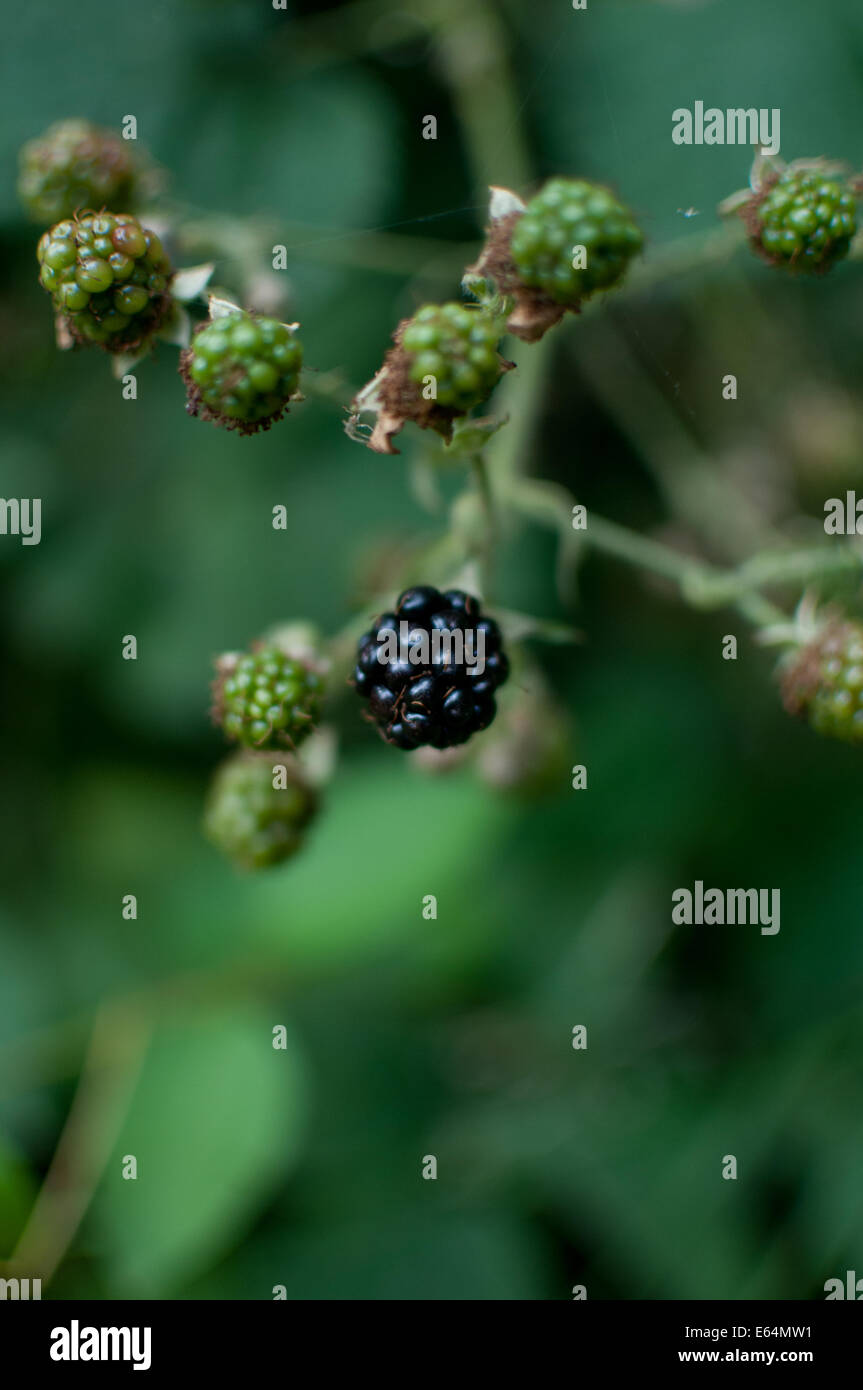 Ripe unripe fruit blackberry hi-res stock photography and images - Alamy