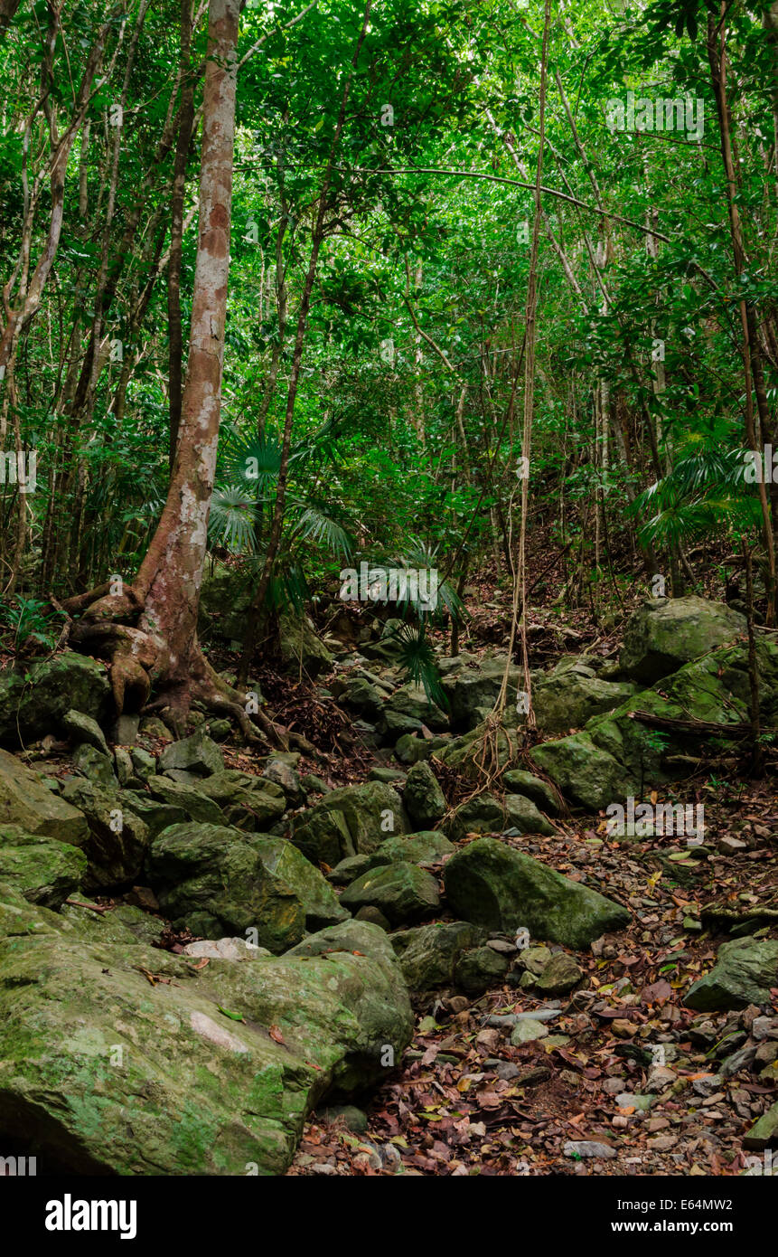 Thick trees and vines grow in a jungle in the Caribbean Stock Photo - Alamy