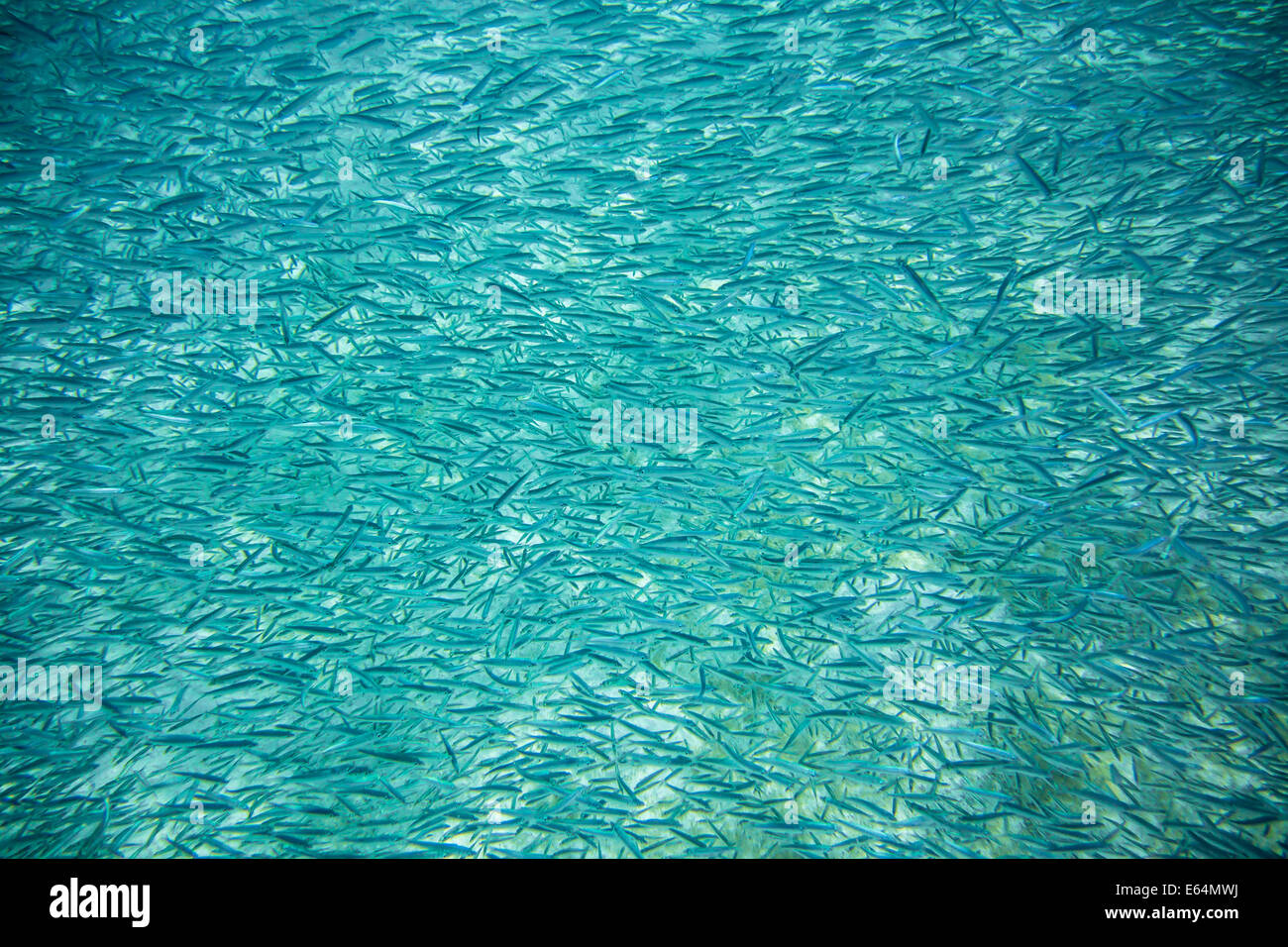 School silvery fish swimming together hi-res stock photography and ...