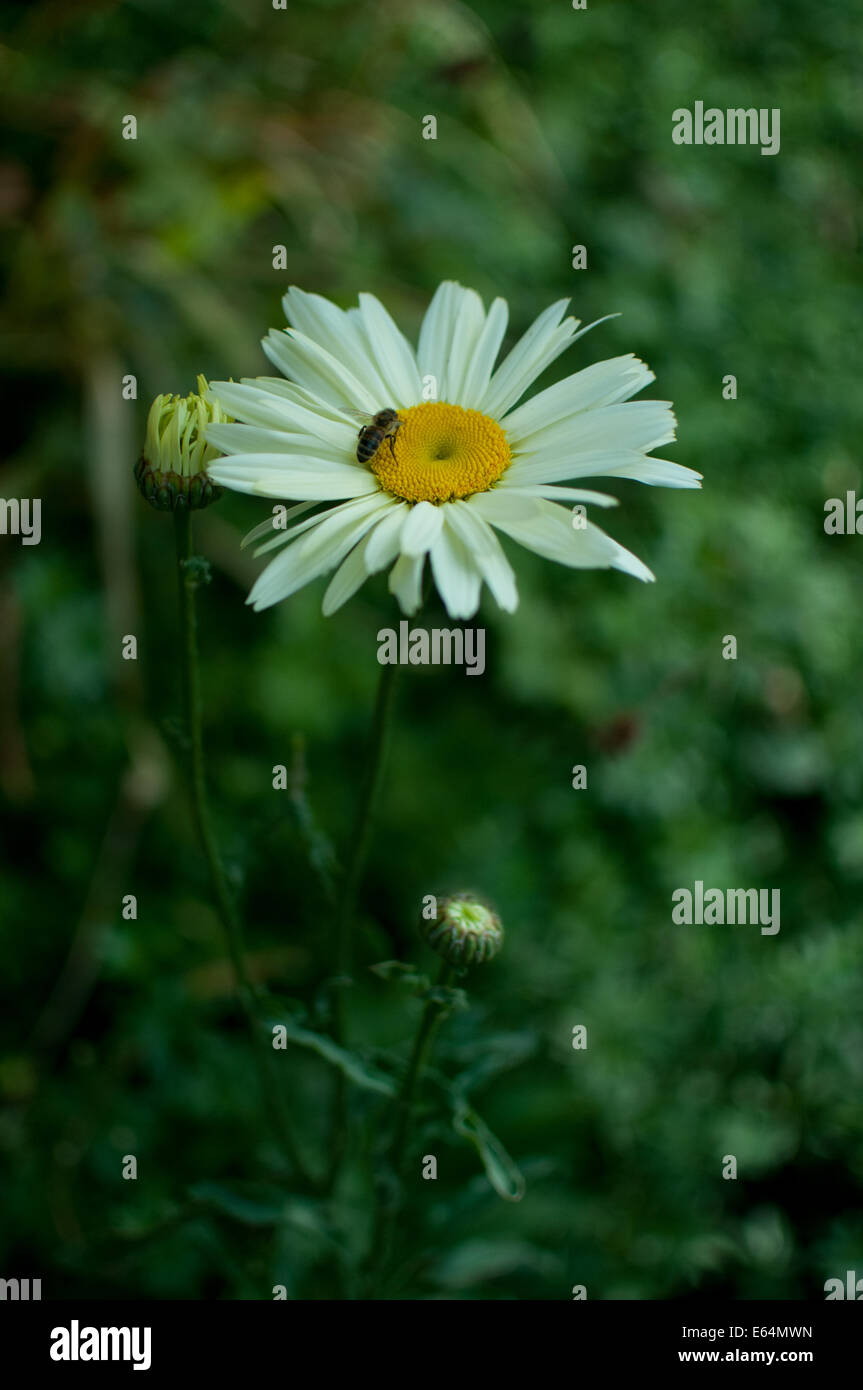 Giant yellow daisy hi-res stock photography and images - Alamy