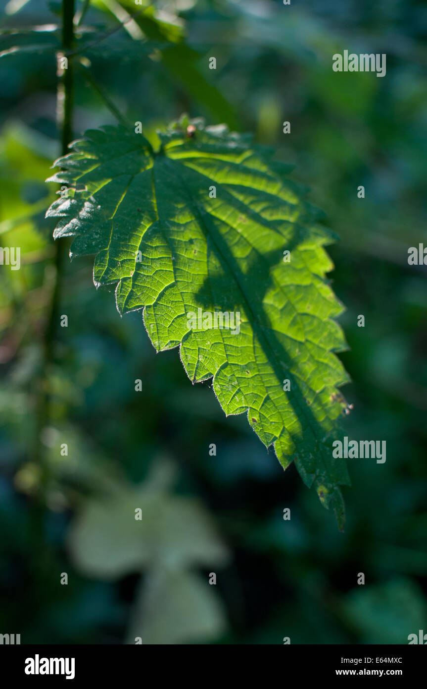 Nettle leaf hi-res stock photography and images - Alamy