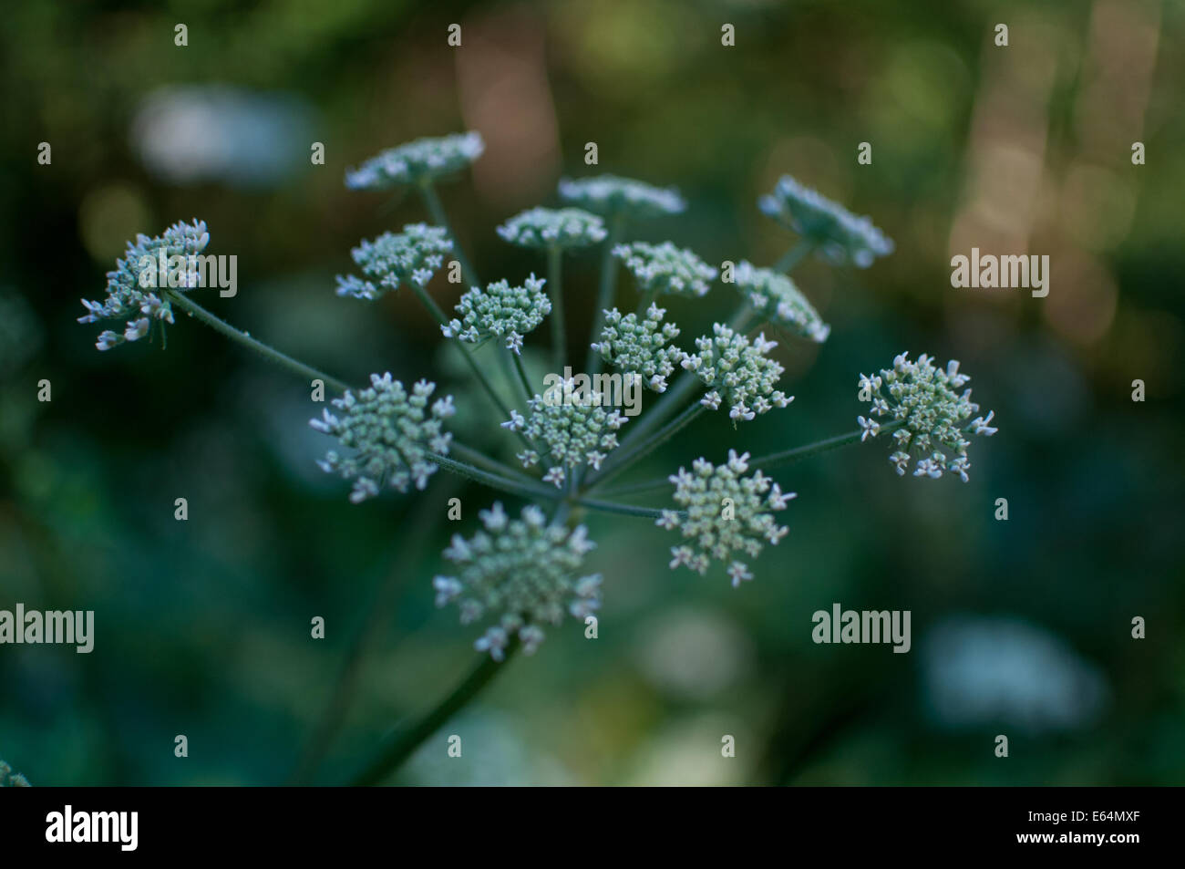Hogweed flower hi-res stock photography and images - Alamy