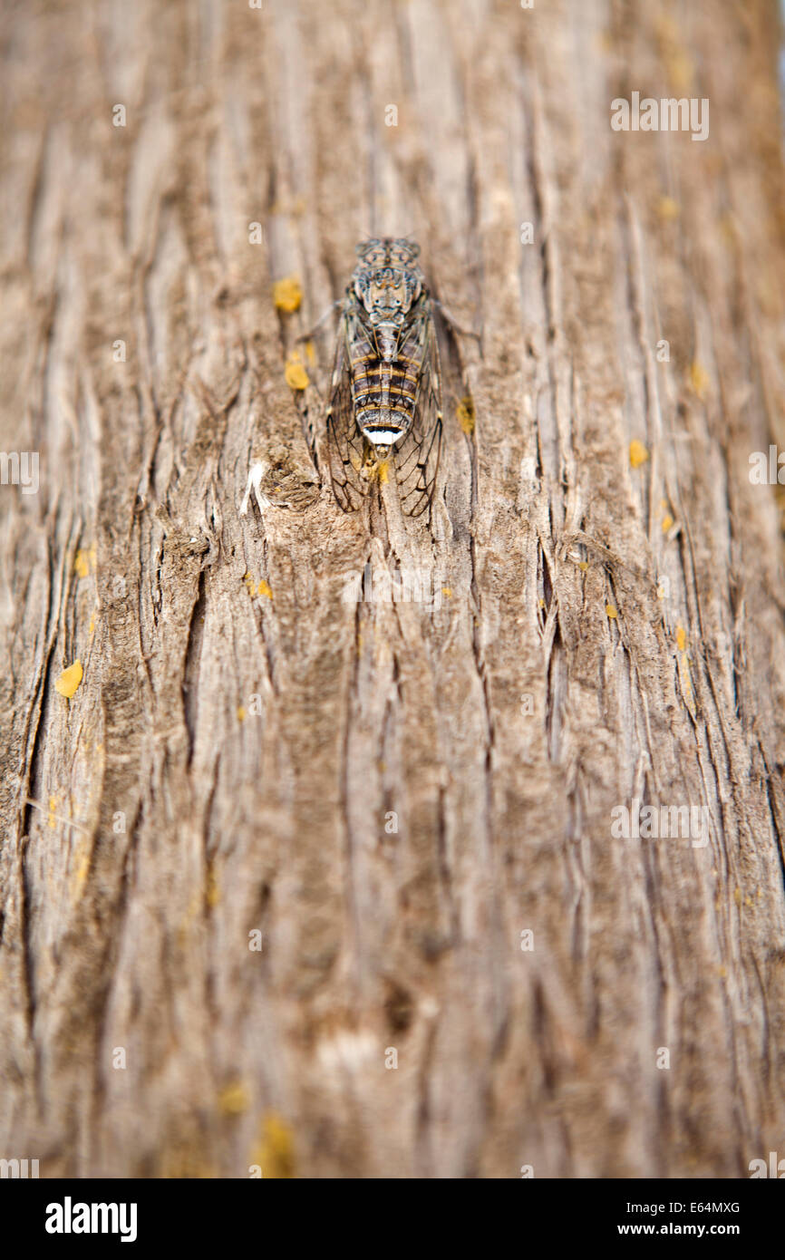 Tropical cicada hi-res stock photography and images - Alamy