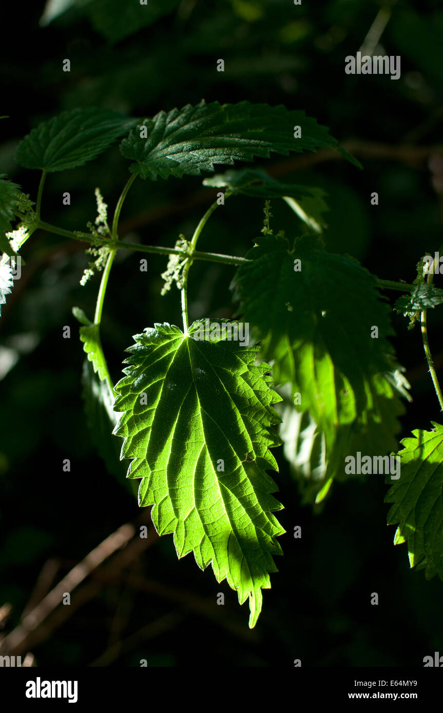 nettle leaf in sunlight Stock Photo - Alamy