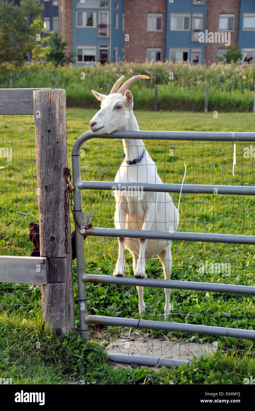 Goat standing on a fence Stock Photo - Alamy