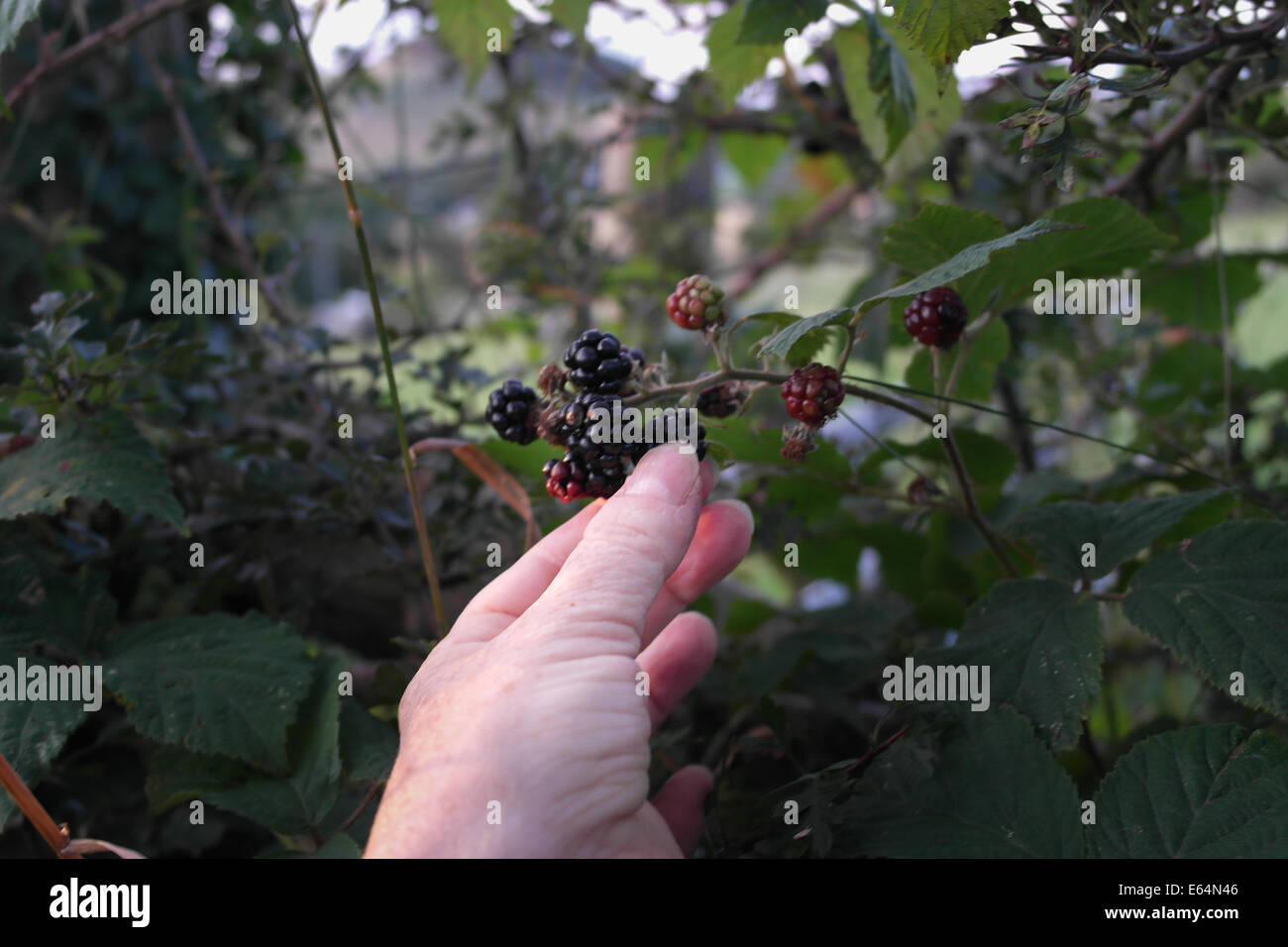 Picking Brambles High Resolution Stock Photography and Images - Alamy