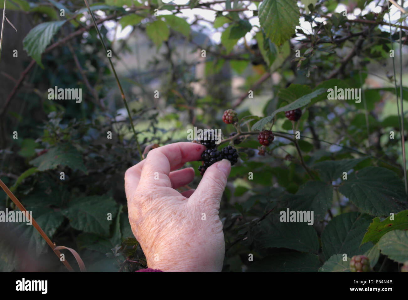 Hand picking blackberries hi-res stock photography and images - Alamy