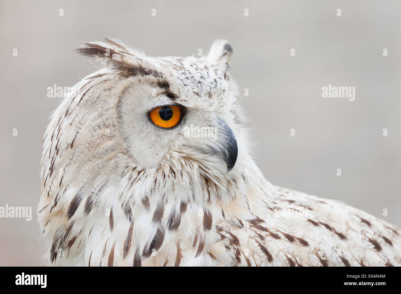 Eurasian eagle owl ( bubo bubo Stock Photo - Alamy