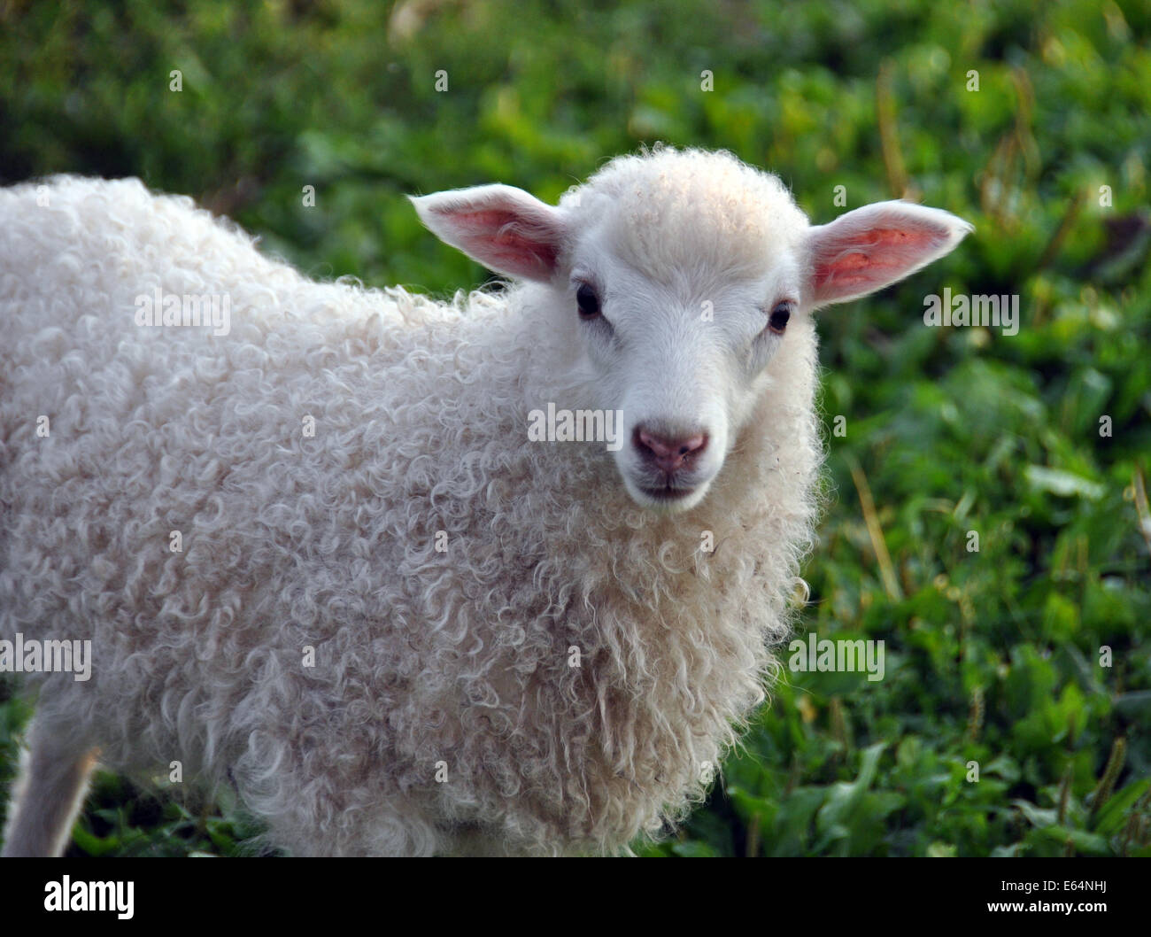 Lamb in a field Stock Photo - Alamy