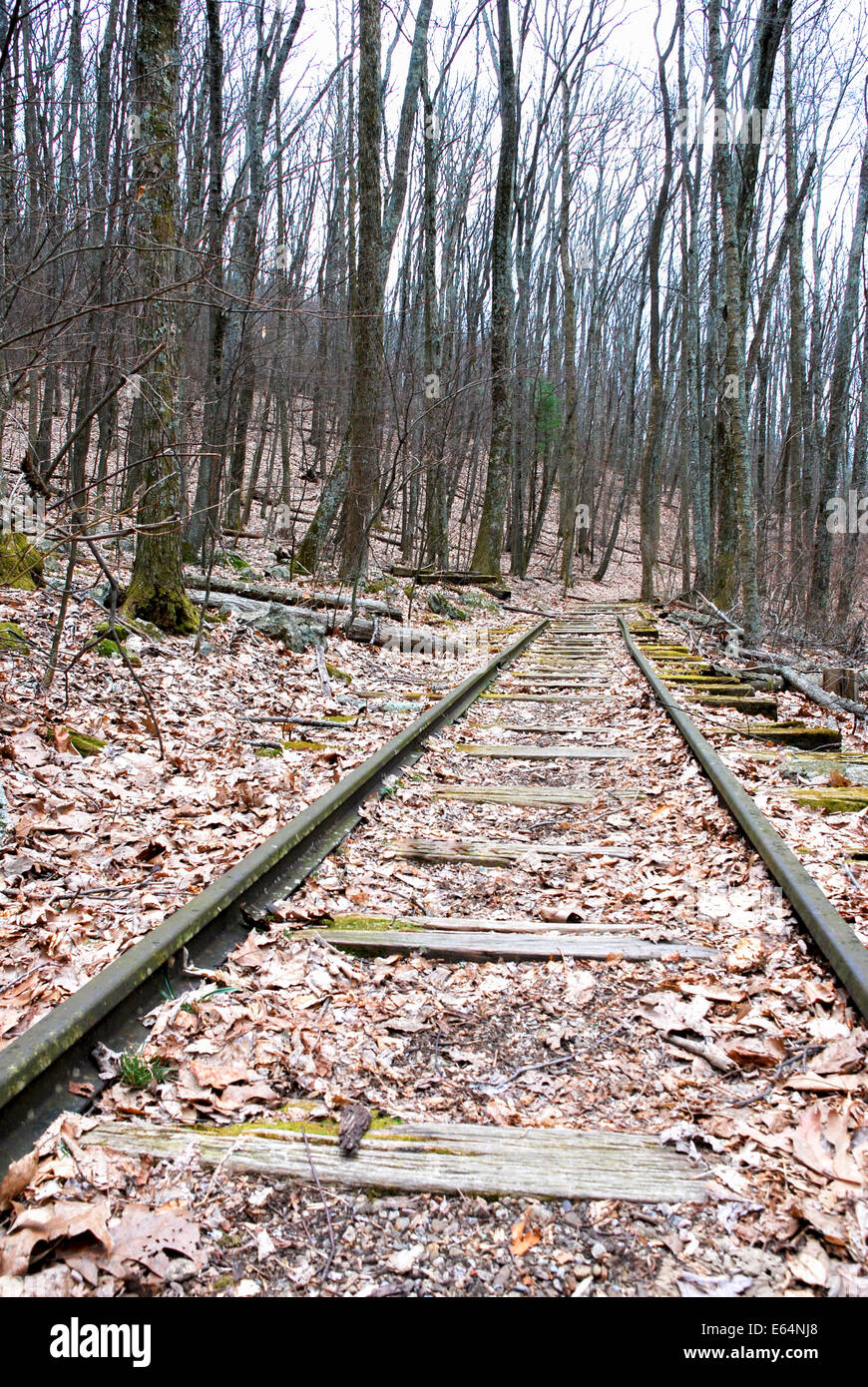 Forest train tracks Stock Photo - Alamy