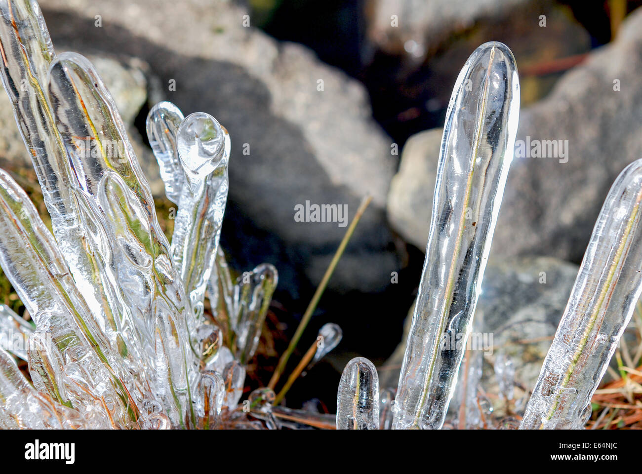Ice on grass stems Stock Photo - Alamy