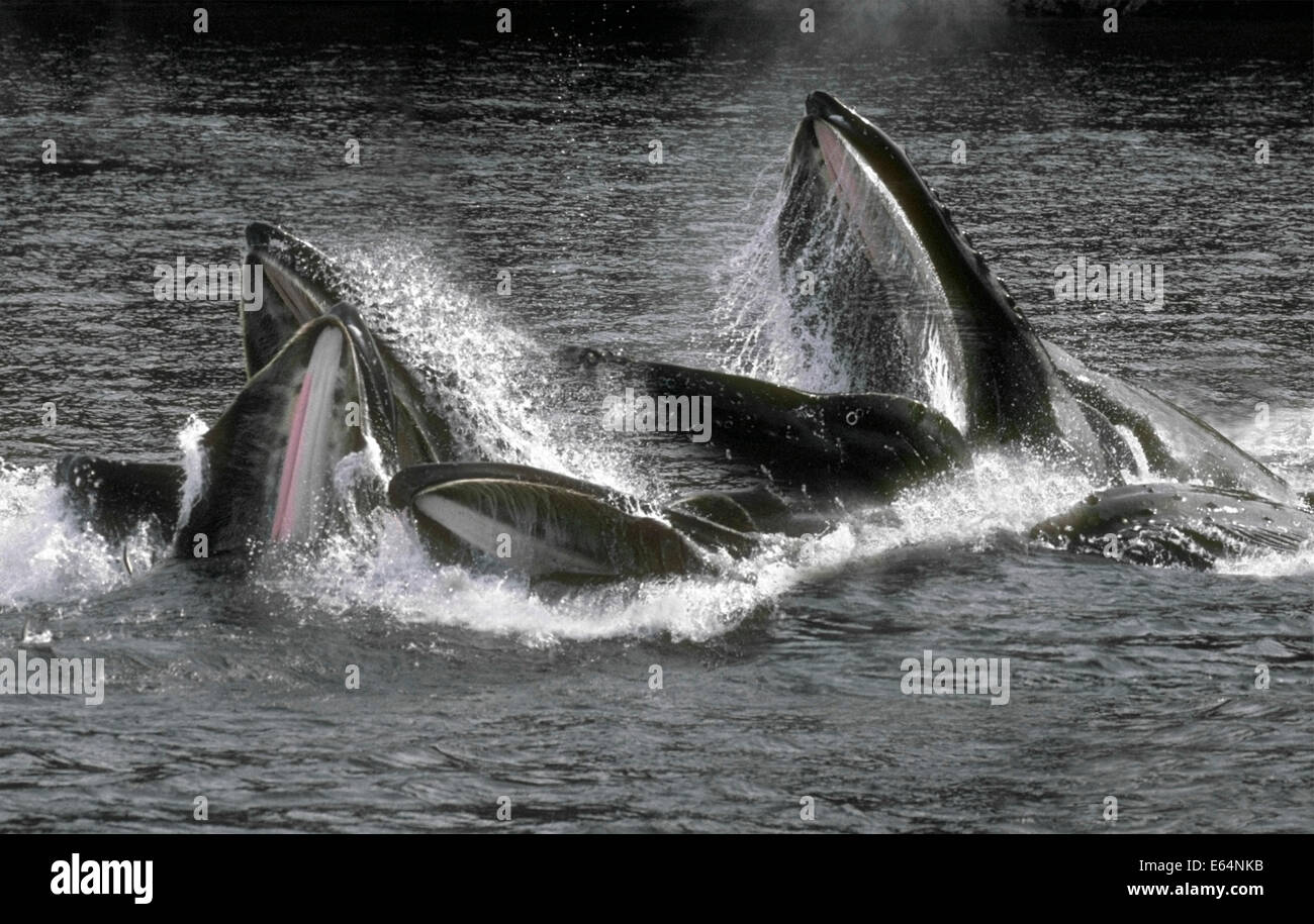 Humpback whale (Megaptera novaeangliae) lunge feeding in Frederick ...
