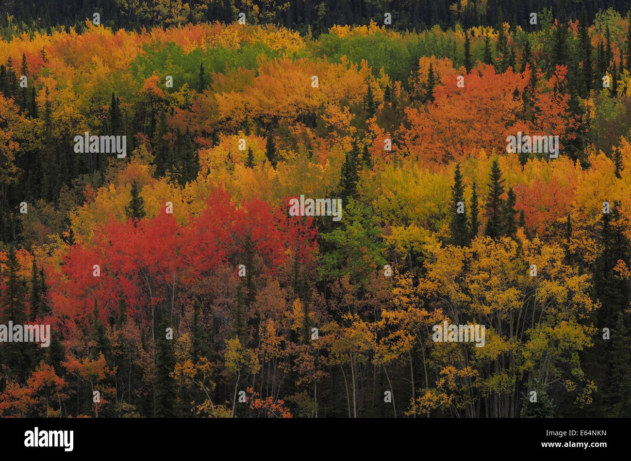 The forests of Denali National Park are brilliant with fall color ...