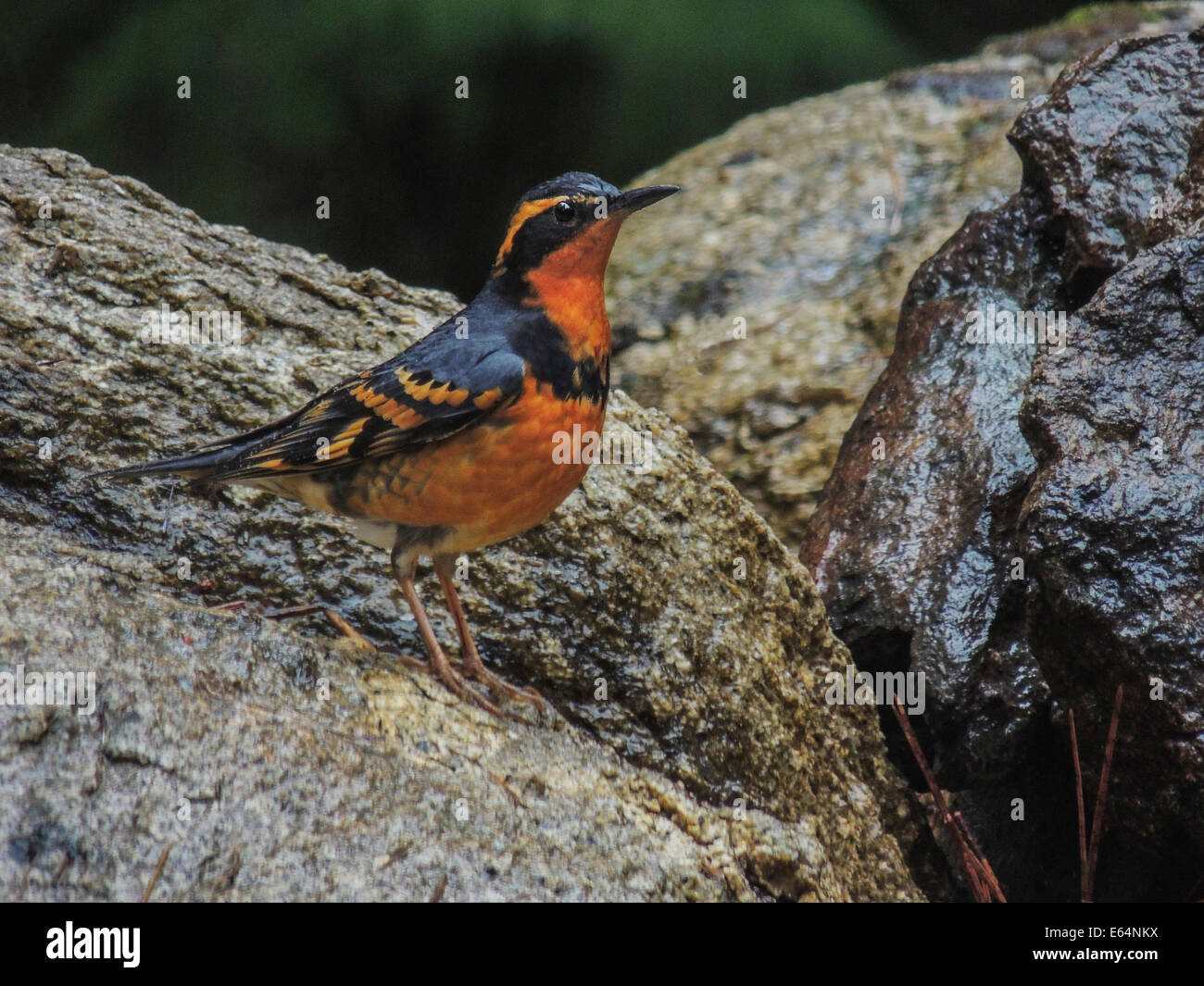 A Varied Thrush Male , Sierra Foothills of Northern California Stock ...