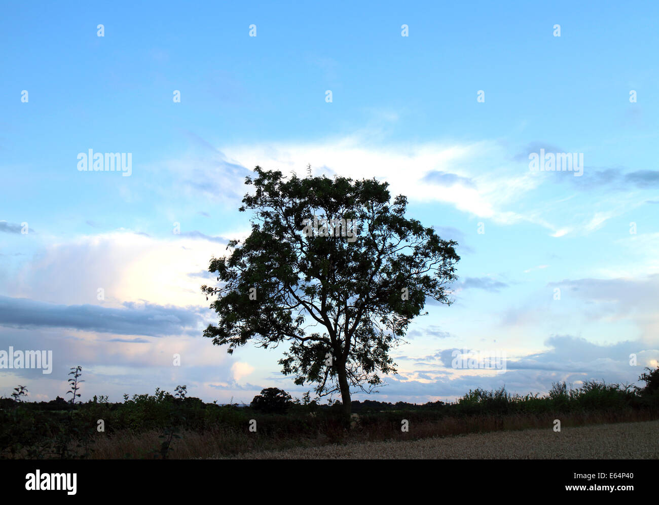 Lone ash tree hi-res stock photography and images - Alamy