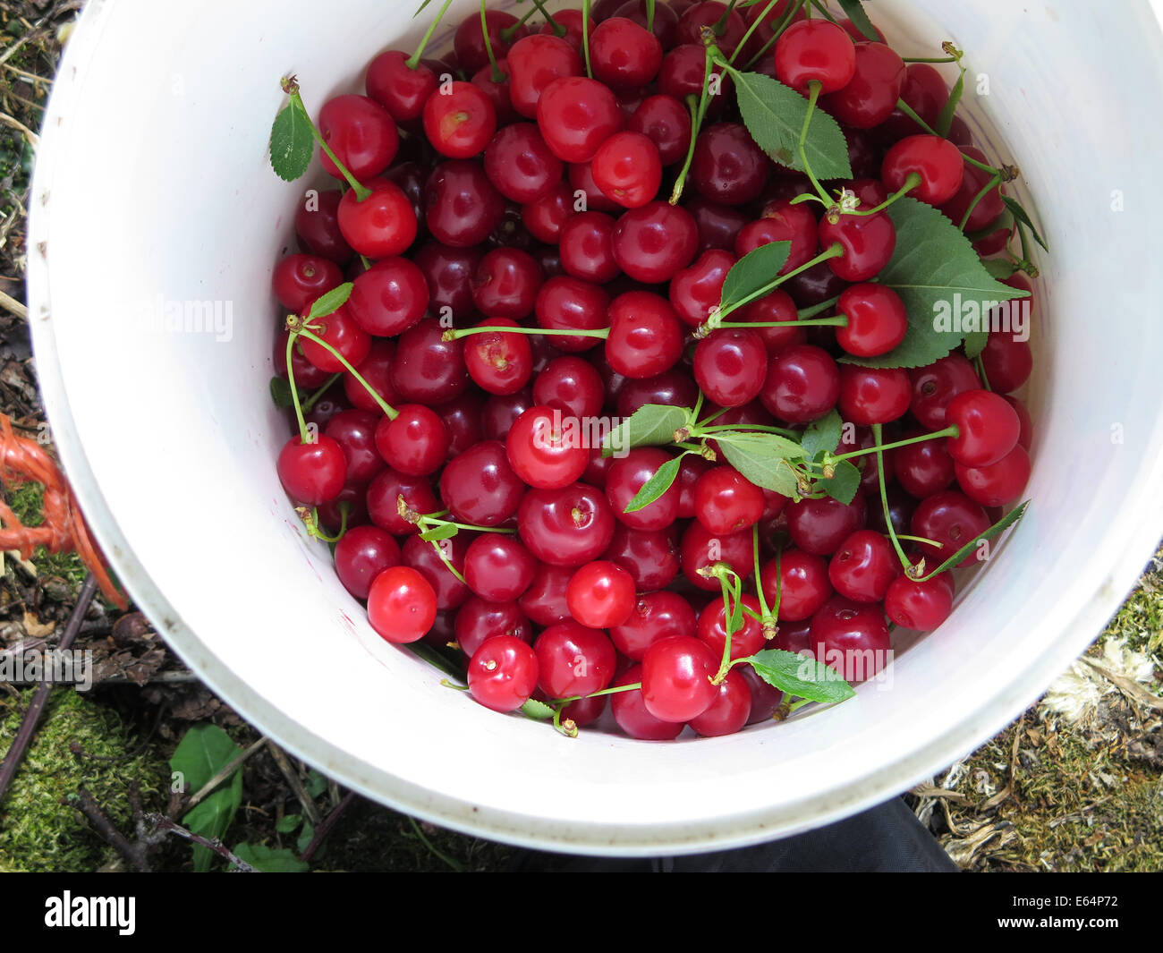 Pick-your-own cherries in a bucket in the orchard in Massachusetts ...