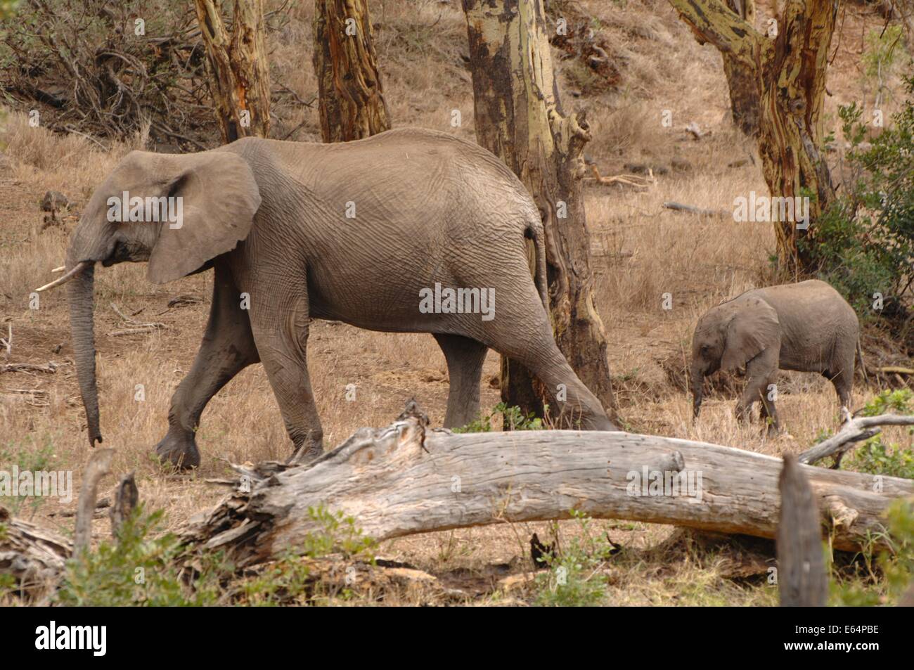 Elephant & baby coming to drink Stock Photo - Alamy