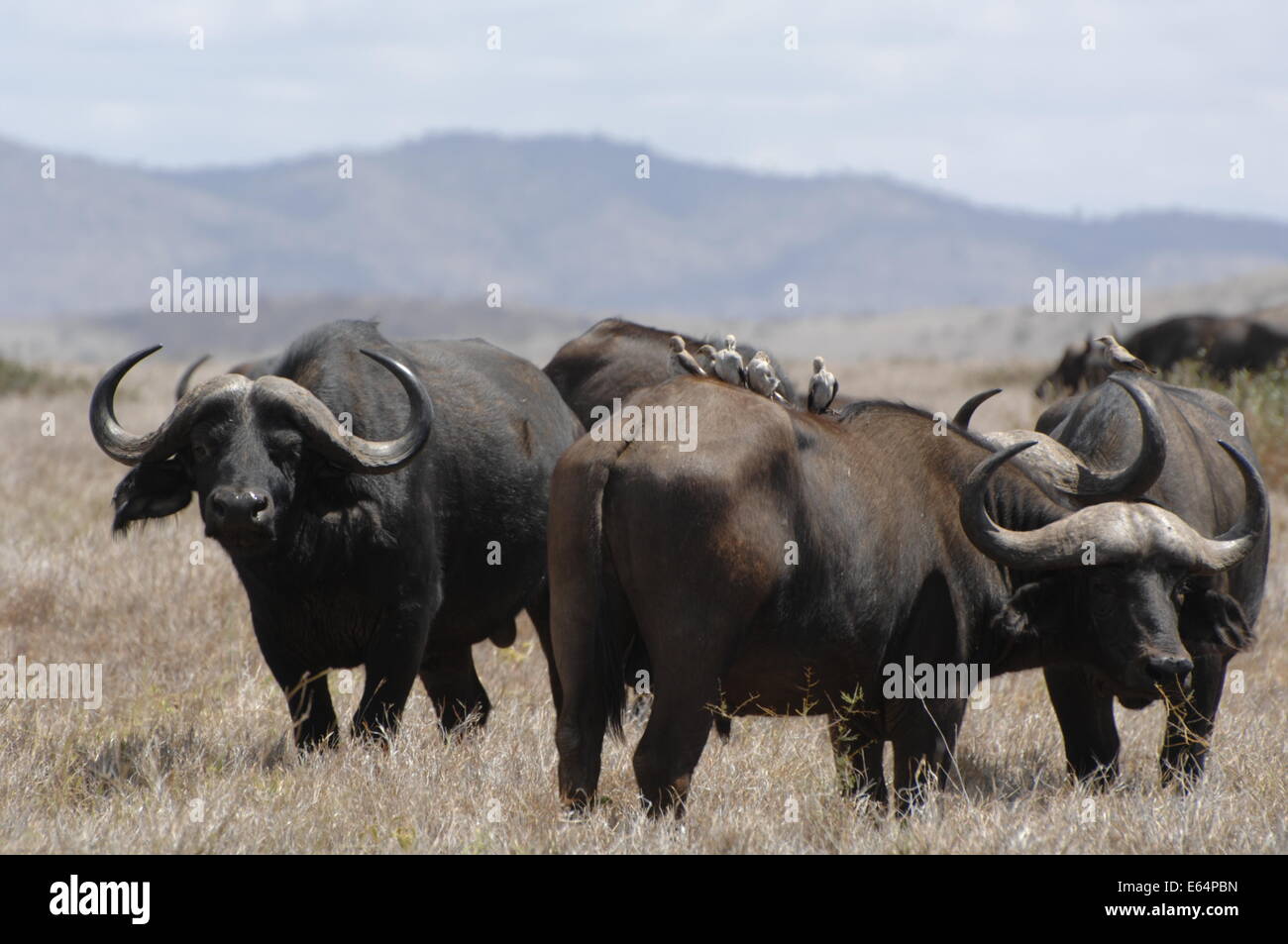 Buffalo at Lewa Downs, Kenya Stock Photo - Alamy