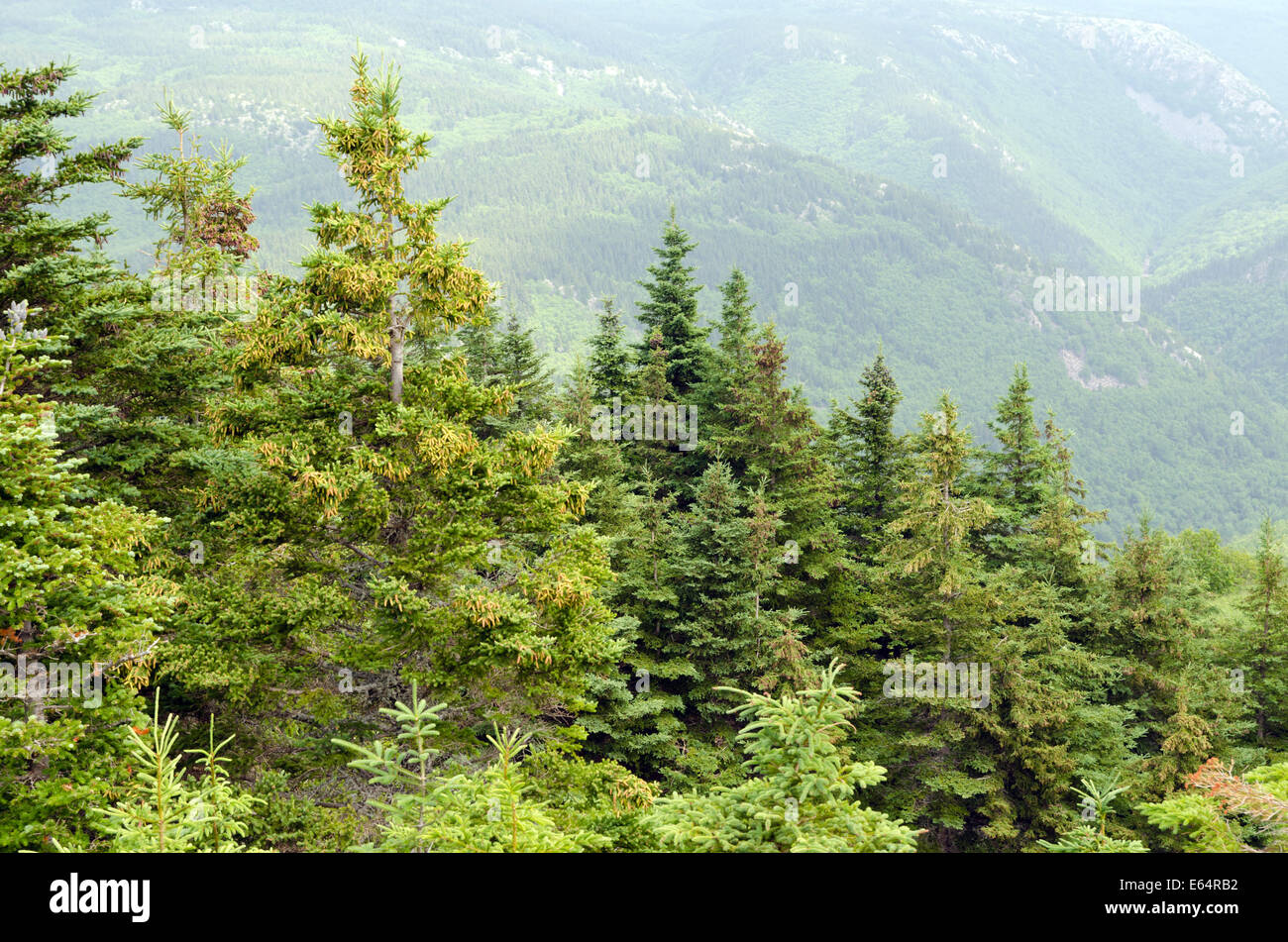 Spruce forest in the Cape Breton Highlands National Park Stock Photo ...
