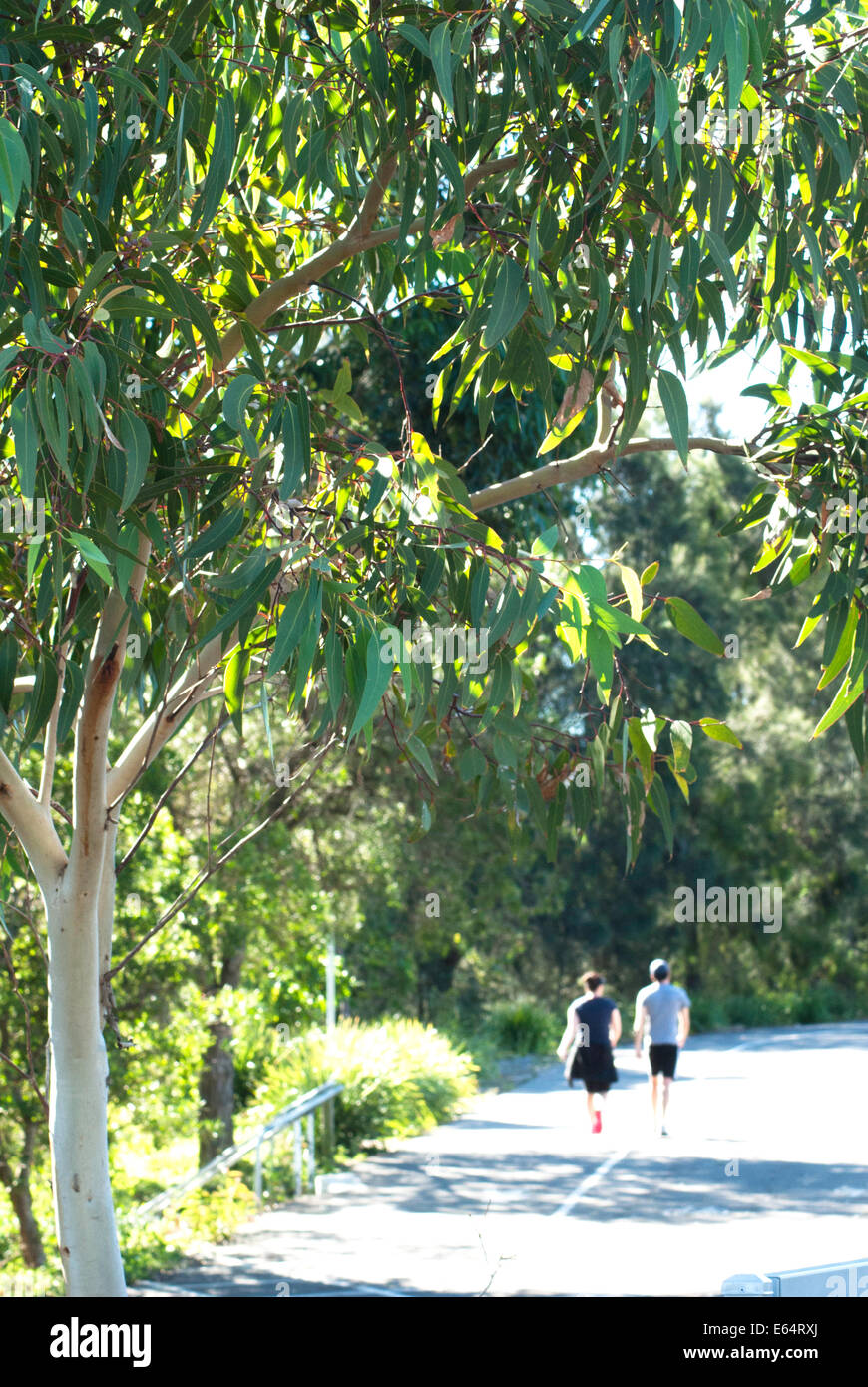 Rozelle bay hi-res stock photography and images - Alamy