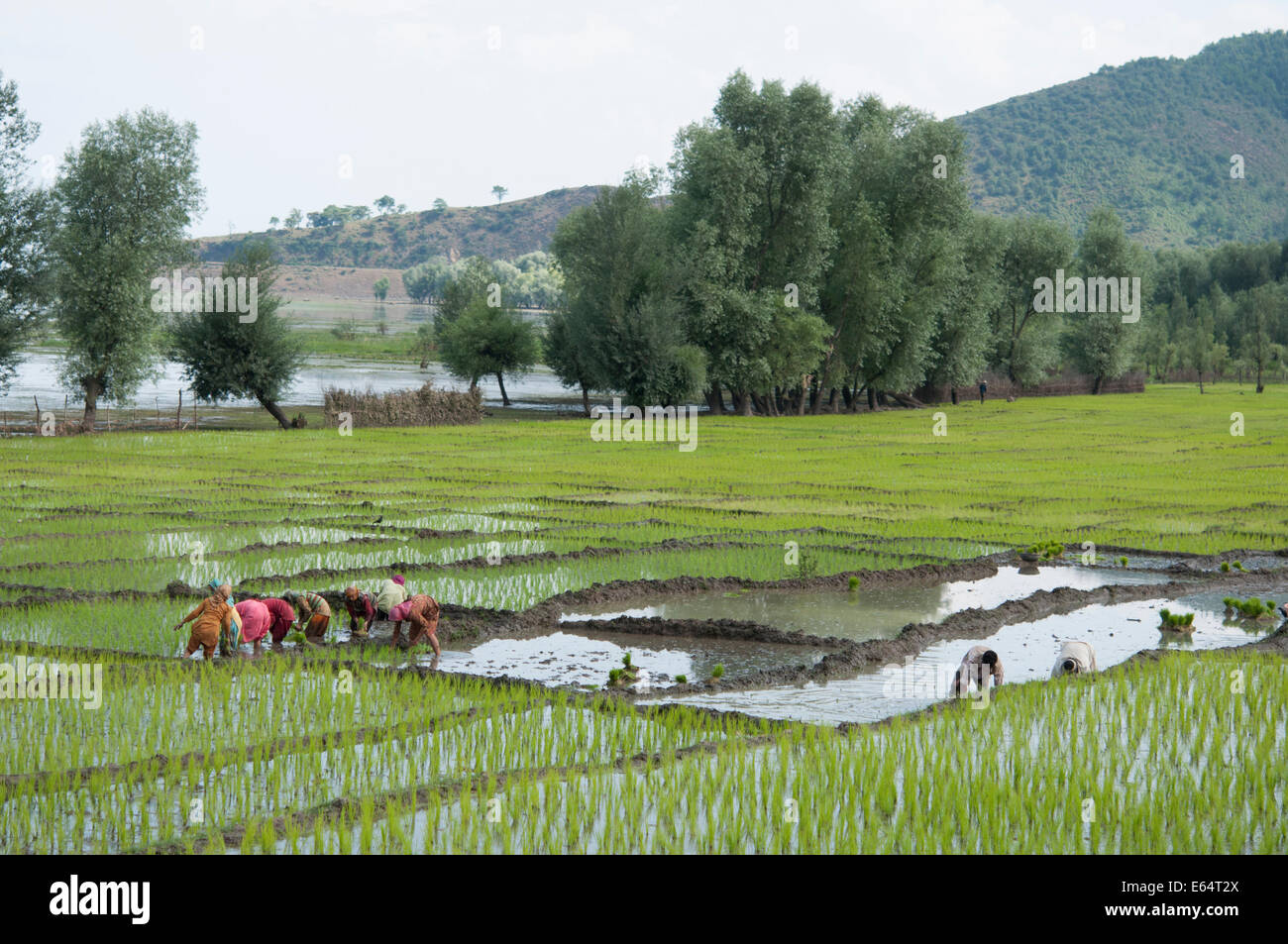 Kashmir, India, Wular Lake, rice fields, paddy, cultural landscape ...