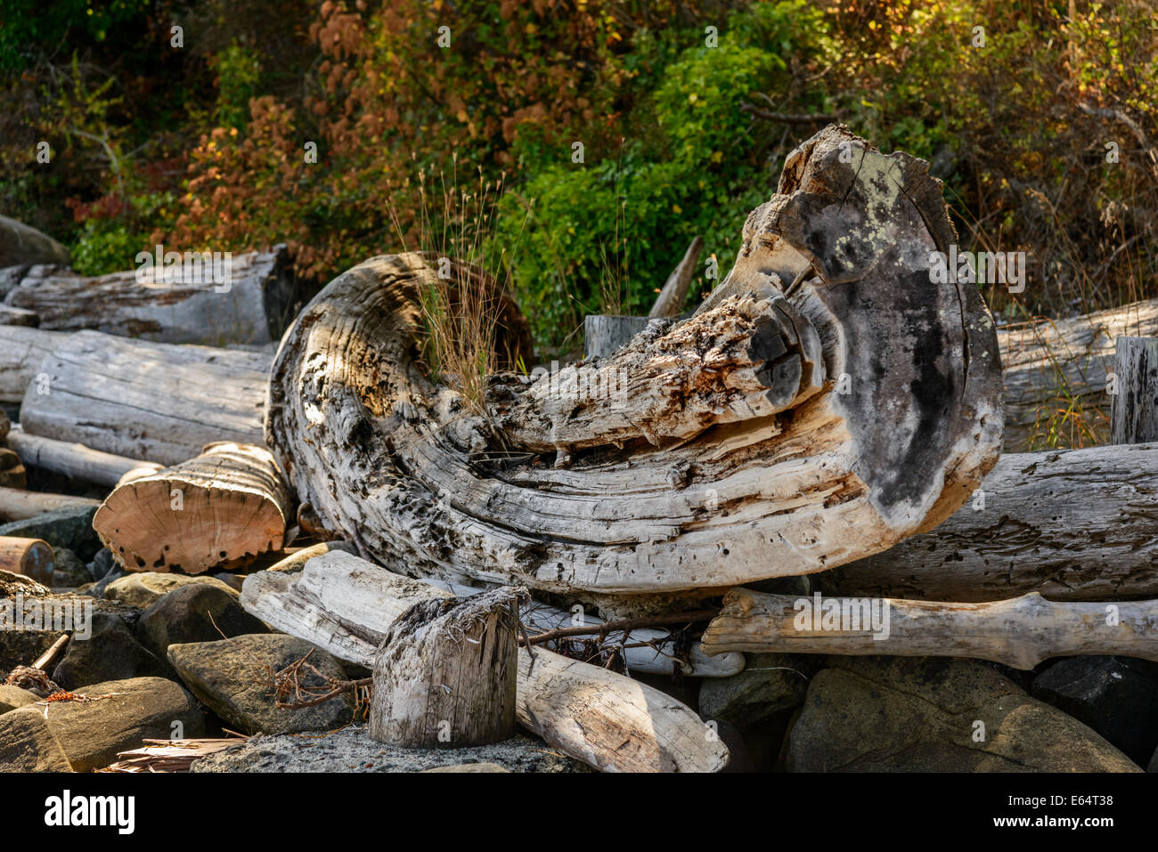 Driftwood on a beach Stock Photo - Alamy