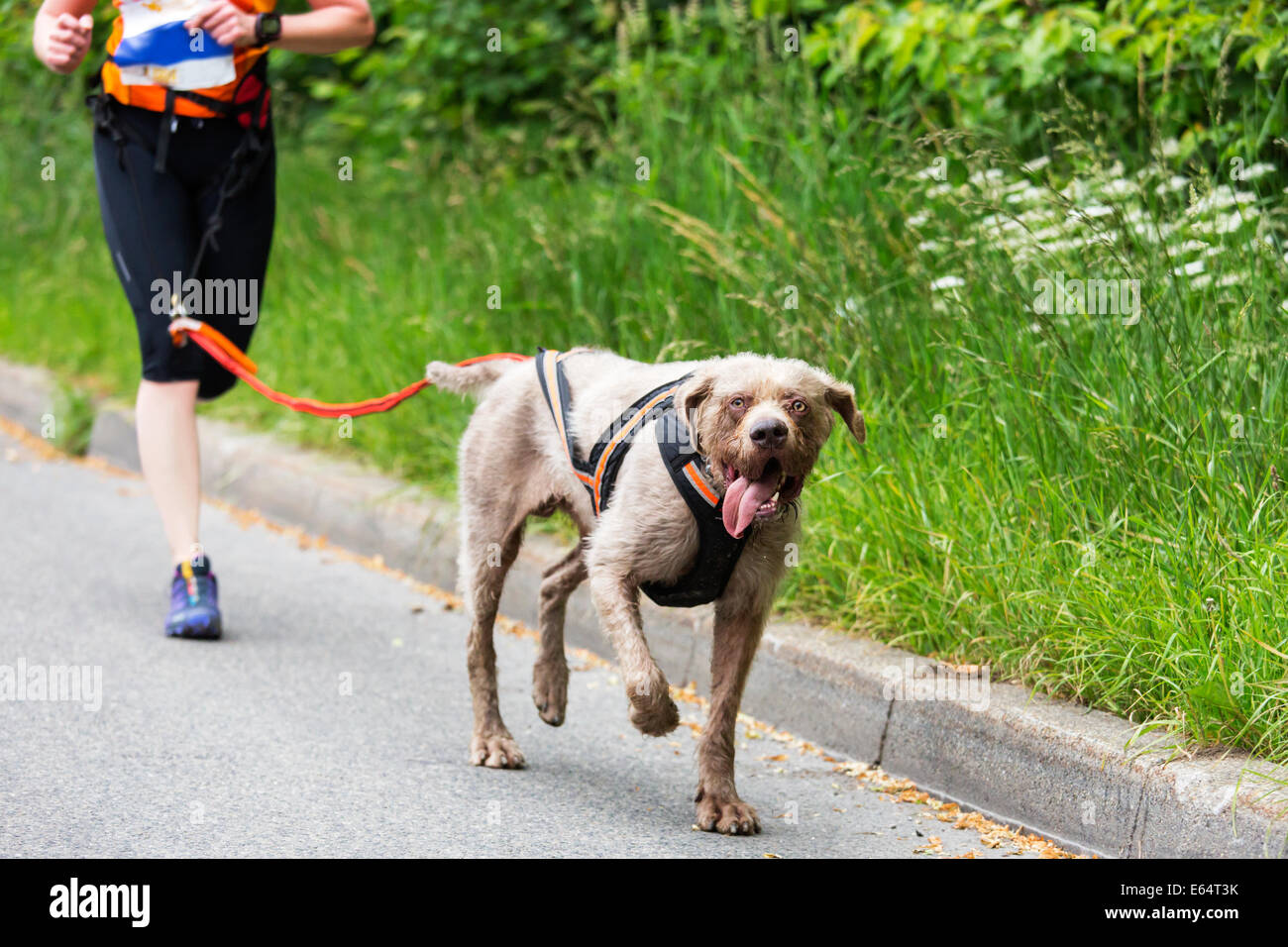 Dog and his owner are running together at a running event Stock Photo ...