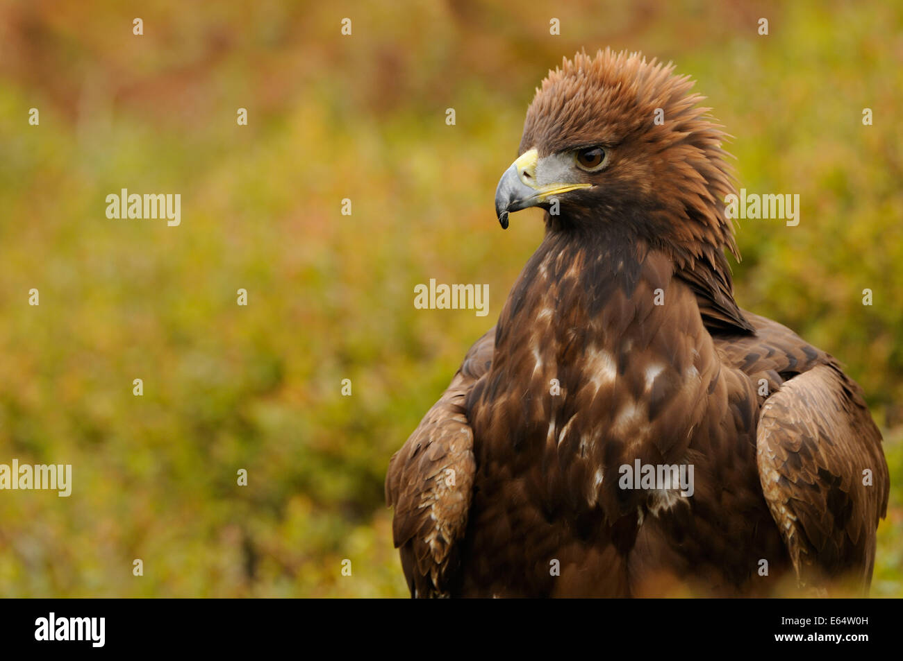 Golden Eagle, in the middle of autumn colored vegetation showing off ...