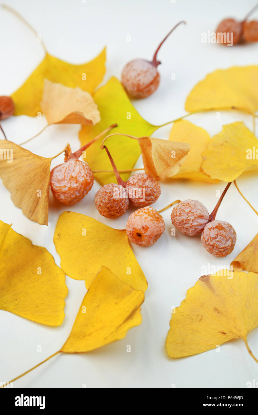 Ginkgo nut hi-res stock photography and images - Alamy