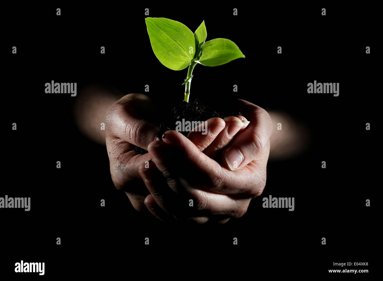 Hands holding young plant Stock Photo - Alamy