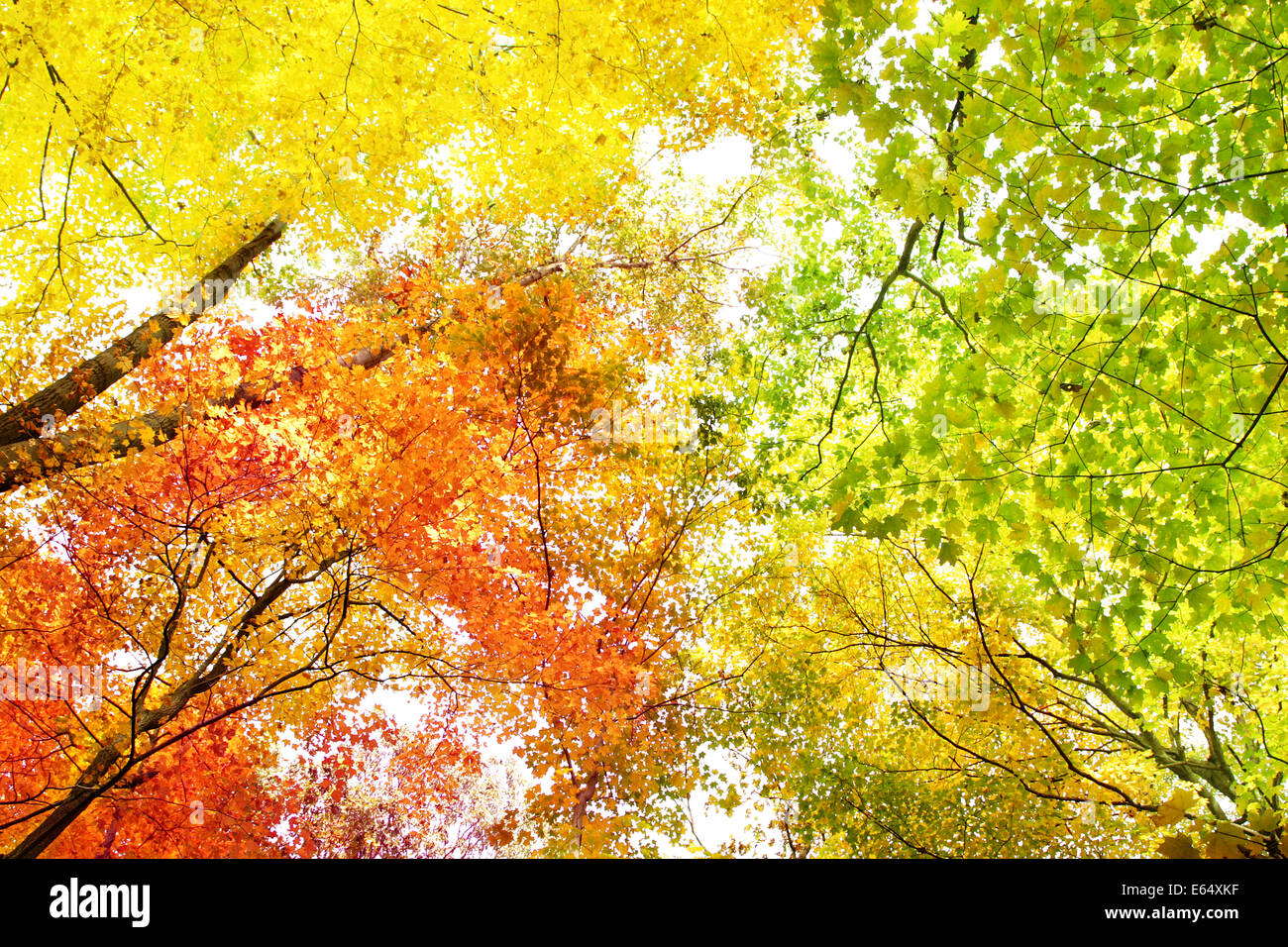 Trees in fall colors Stock Photo - Alamy