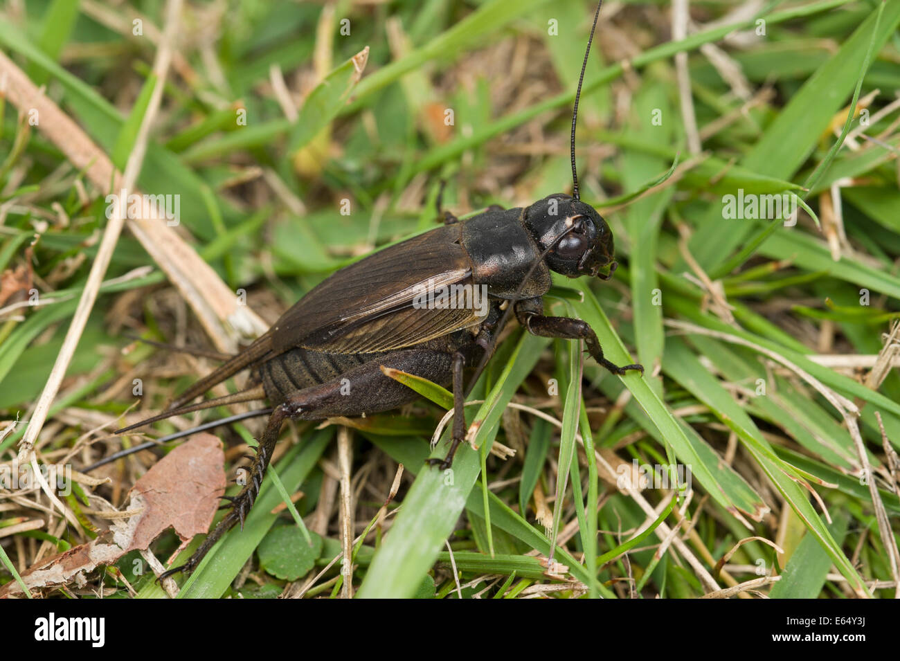 Orthoptera Cricket