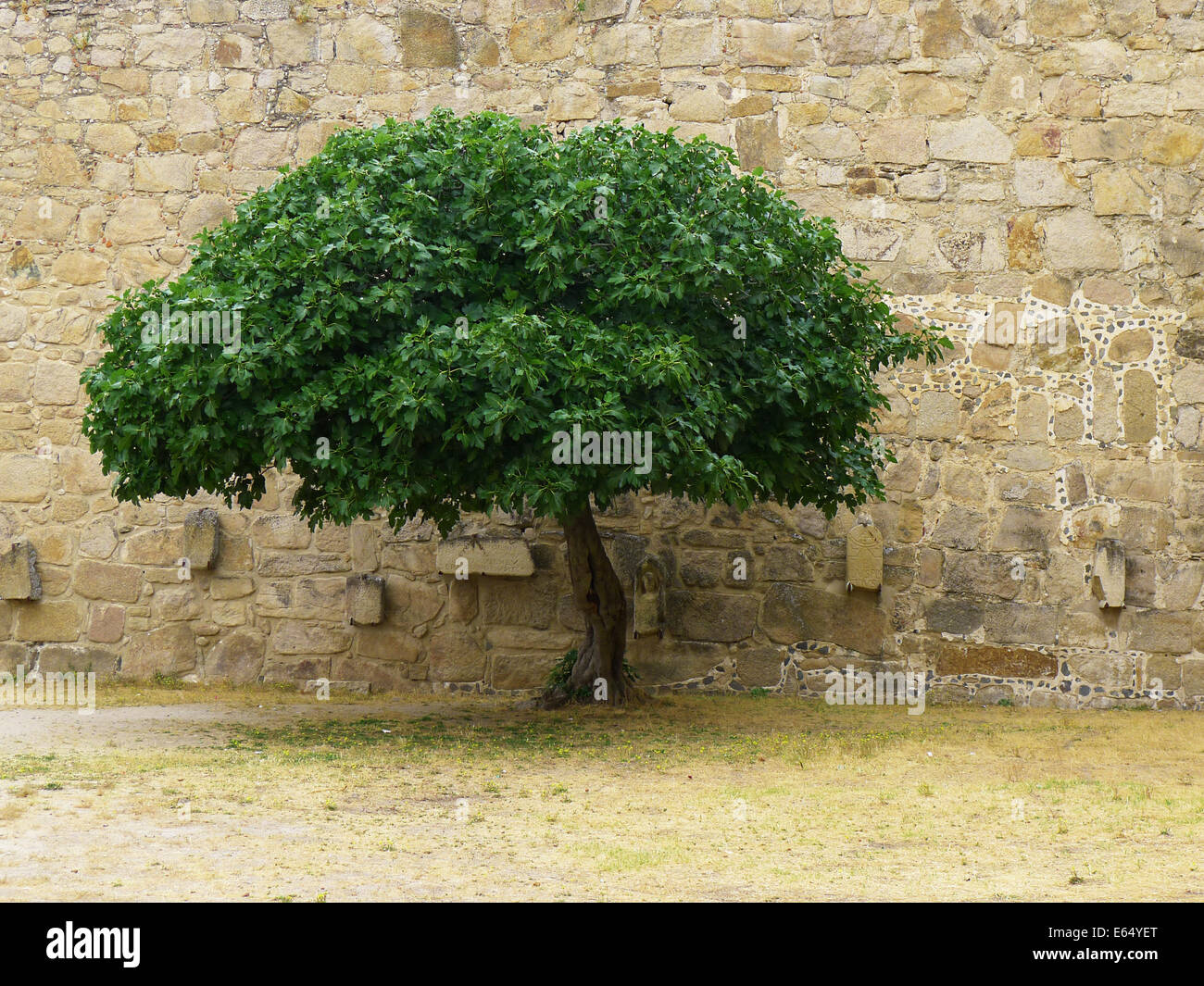 Single leaf wall hi-res stock photography and images - Alamy