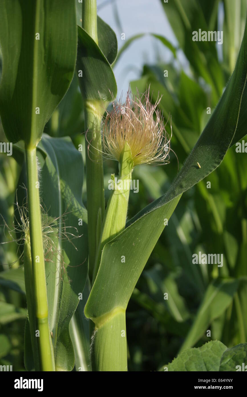Corn plant with green cobs cultivated in rural agricultural field in ...