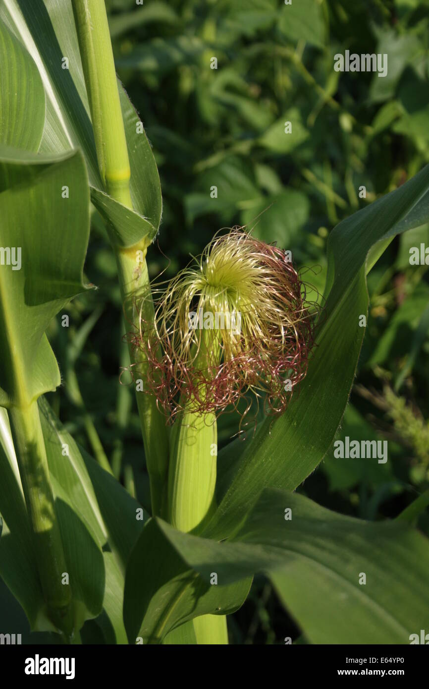 Corn plant with green cobs cultivated in rural agricultural field in ...