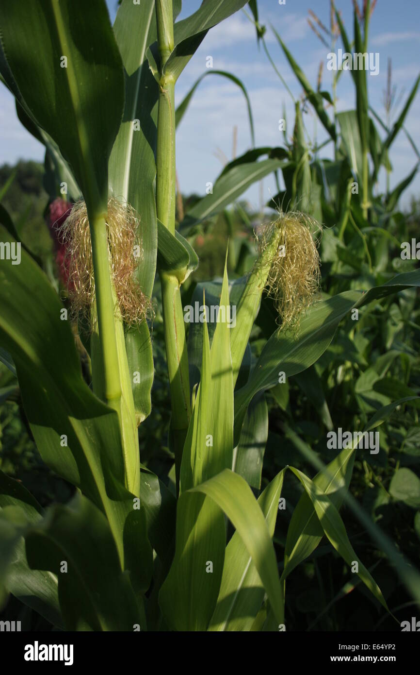 Corn plant with green cobs cultivated in rural agricultural field in ...