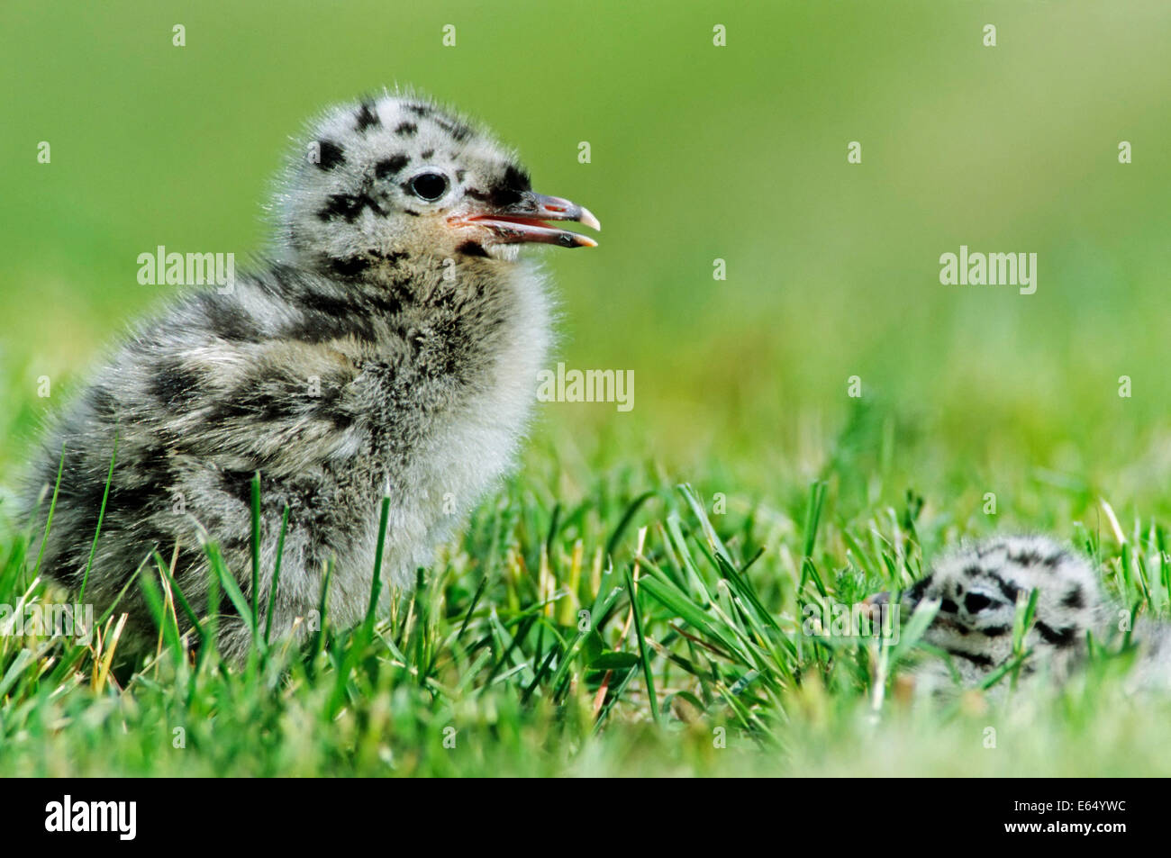 Seagull chick breeding hi-res stock photography and images - Alamy