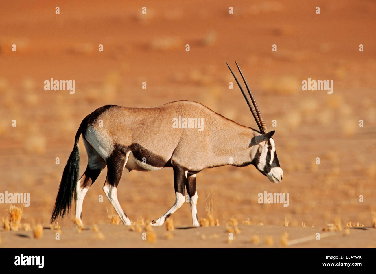 Antelope Skeleton High Resolution Stock Photography and Images - Alamy