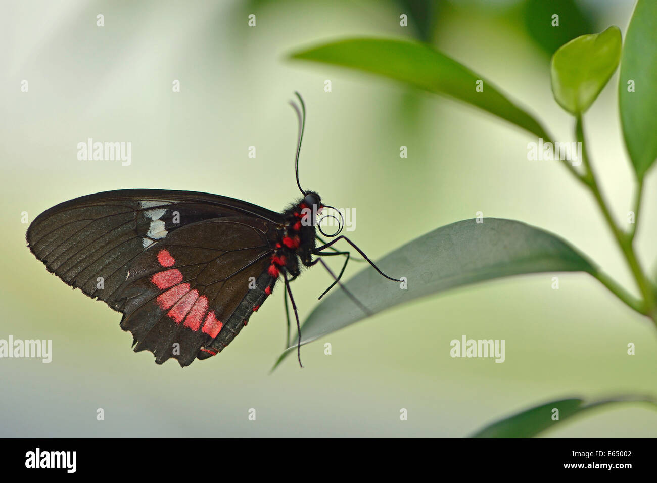 Parides arcas hi-res stock photography and images - Alamy