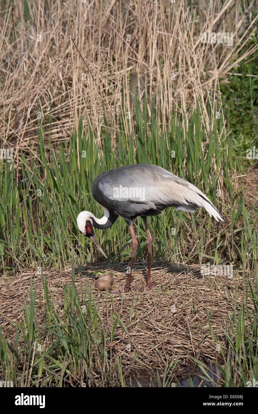 European Crane turning eggs on nest Stock Photo - Alamy