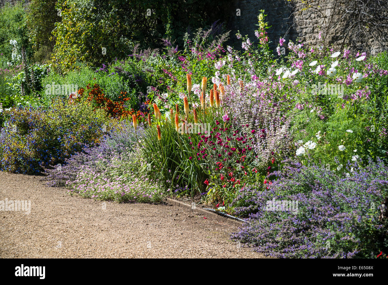 Summer herbaceous border with Cosmos bipinnatus and red hot poker ...