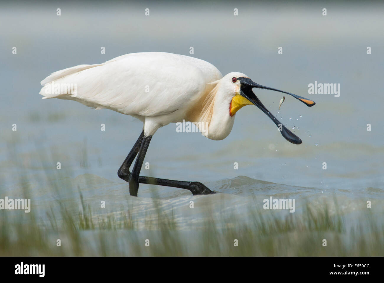 Eurasian Spoonbill or Common Spoonbill (Platalea leucorodia), catching ...