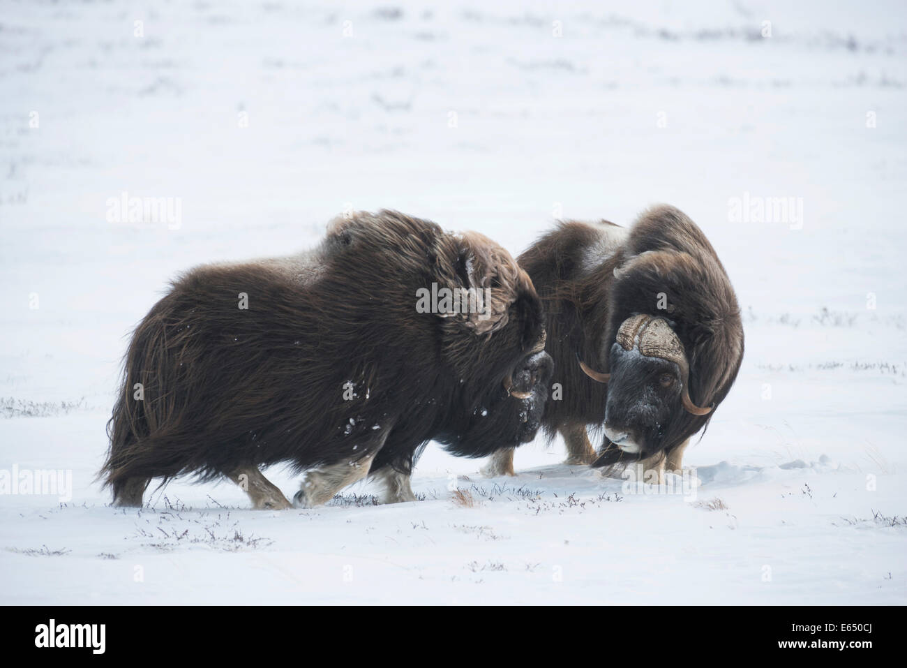 Two Musk Oxen or Muskoxen (Ovibos moschatus), Dovrefjell–Sunndalsfjella ...
