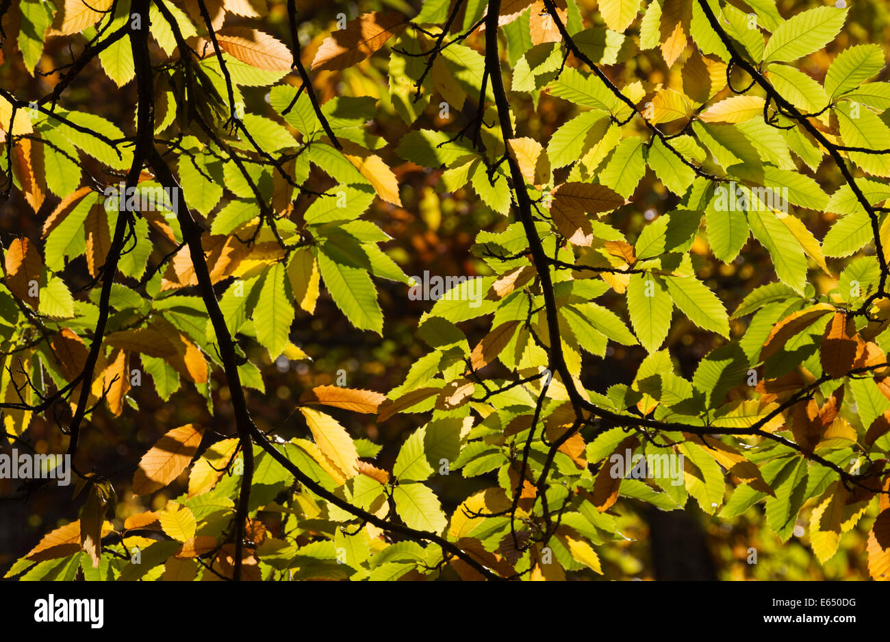 Chestnut branches hi-res stock photography and images - Alamy
